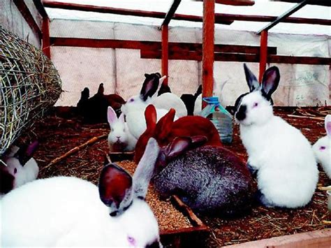 Зайци за разплод Български Фермер