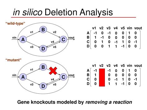 Ppt Introduction To Steady State Metabolic Modeling Powerpoint Presentation Id3372565