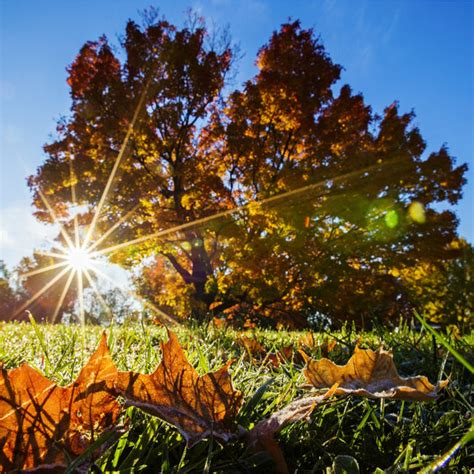 Sugar Maple Fall Color Jointlily