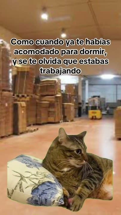 Gatito Chambeador Memes De Gatos 😺 Youtube