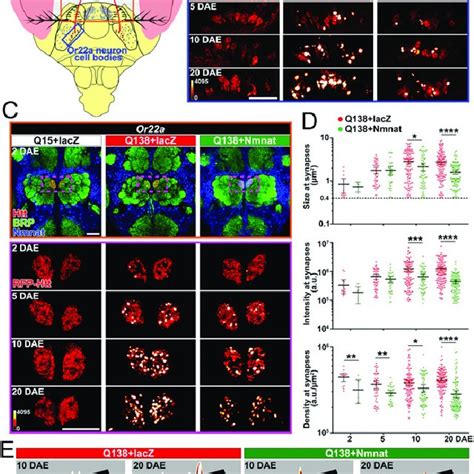 Nmnat Reduces Age Dependent Accumulation Of Mutant Htt Aggregation At