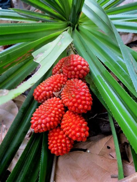 Pandanus Polycephalus Images Useful Tropical Plants
