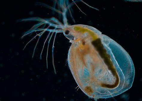 Water Flea
