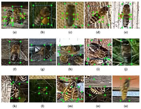Bee Agriculturemdpi Beeresearch Deeplearning Precisionagriculture