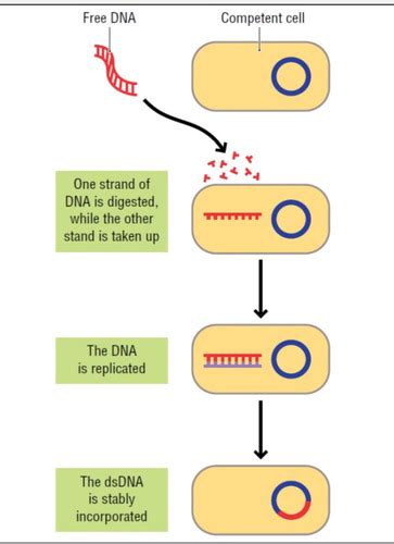 Genetics Exam 3 Ch 10 Flashcards Quizlet