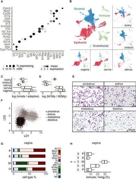 The Cycling And Aging Mouse Female Reproductive Tract At Single Cell Resolution Cell