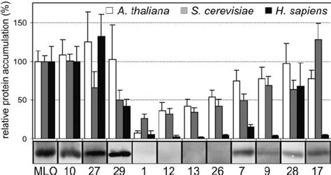 Relative Accumulation Of Wild Type And Mutant Mlo Proteins In Barley