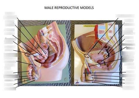 Lab 3 Bio 158 Male Reproductive Organs Part 1 Diagram Quizlet