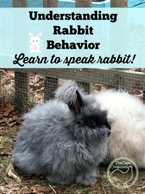 Understanding Rabbit Behavior The Cape Coop