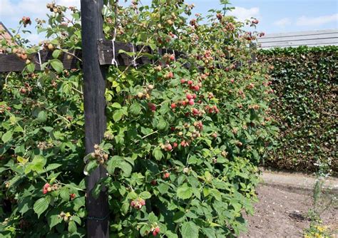 Juicy Tips For Growing Your Own Raspberry Bushes