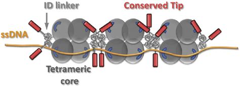 Model For Highly Cooperative Ssdna Binding In The Ssb 35 Mode Download Scientific Diagram