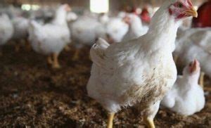 Tips Mengatur Suhu Dan Kelembaban Kandang Ayam Broiler Broiler X Blog