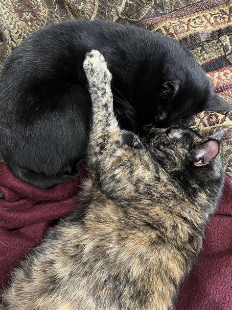 Are Roy And Rhonda Always This Cute When They Are Sleeping Yes R