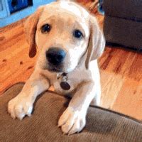 Overloaded S Find And Share On Giphy