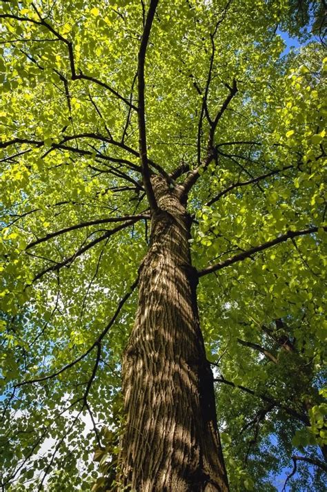 Basswood Tree For Firewood