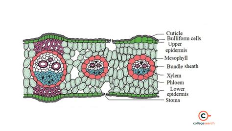 Solved Identify The Structures Of A Monocot Leaf Cross 42 OFF