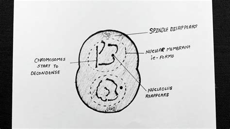 Telophase Labeled