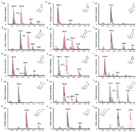 Maldi Tof Ms Data Showing Methylation Of βa66 81 Peptides 10 μm In Download Scientific