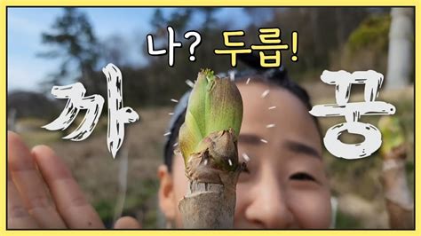 두릅두릅🎶 제철 두릅 수확하는 임실 귀농 부부👩‍ ️‍👨 Youtube