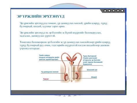 лекц 7 1 үржихүйн эрхтэн тогтолцоо Pptx