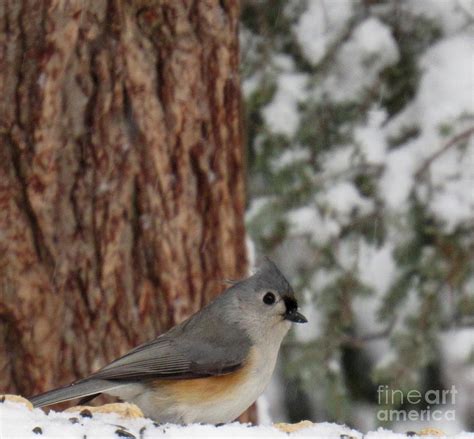 Crested Tit Mouse Photograph By Joshua Bales Fine Art America