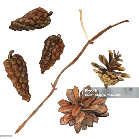 흰색 배경에 격리된 가지가 있는 소나무 콘의 수채화 세트 자연 스타일의 솔방울 그림 12월에 대한 스톡 벡터 아트 및 기타 이미지 12월 가문비나무 가을 Istock