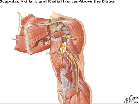 Brachial Plexus Anatomy And Clinical Implications Ppt