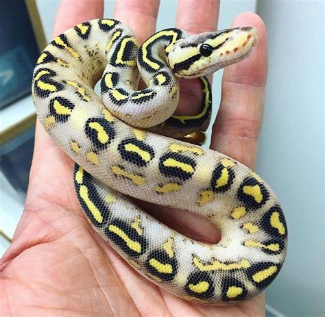 Types Of Pet Pythons