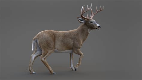 Deer Rig Xgen Core 2 3d Model Turbosquid 2080649