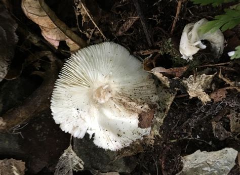 Cyclomyces Tabacinus Spores Moulds And Fungi