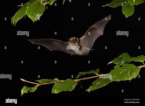Lesser Whiskered Bat Myotis Mystacinus In Flight Lower Saxony