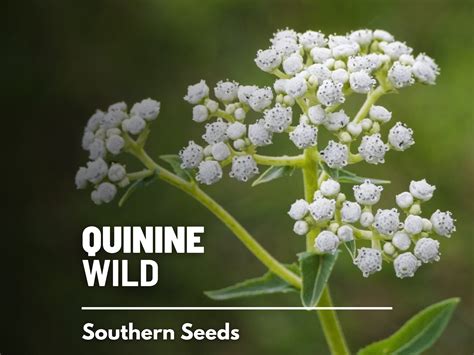 Quinine Plant