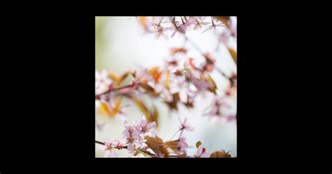 Cherry Blossom Backgrounds Sticker Teepublic