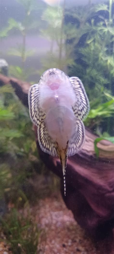 Sex Of My Loaches R Loaches