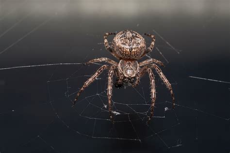 Where Can You Find A Radioactive Spider Bwscience