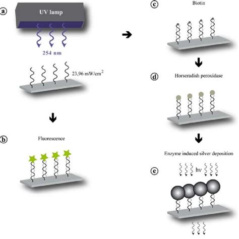 PDF UV Cross Linking Of Unmodified DNA On Glass Surfaces