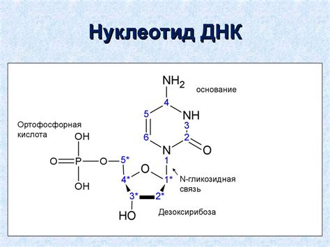 Строение нуклеотида днк рисунок 91 фото