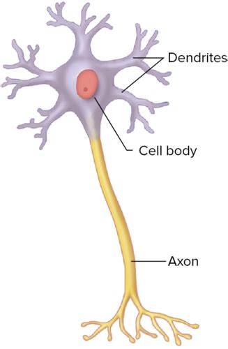 Chapter 11 Nervous System Part A Flashcards Quizlet