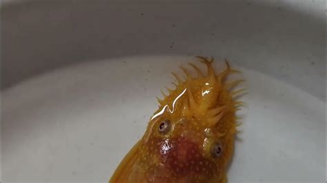 New Albino Ancistrus Shortpin 21 계량종 알비노 숏핀 어항 이끼청소하는 안시 아쿠아랜드 청소열대어안시 Youtube