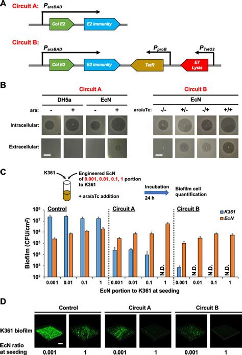 Design And Validation Of Colicin Producing Genetic Circuits Download Scientific Diagram