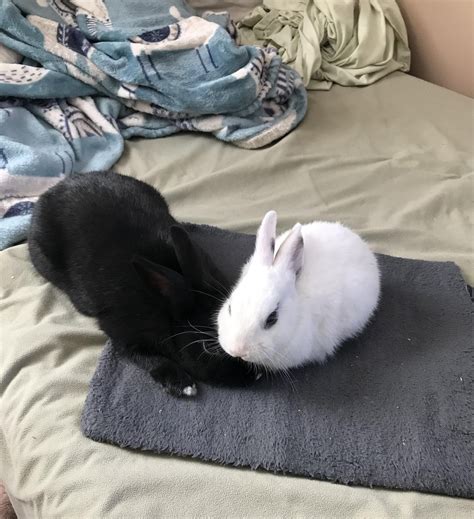 Bun Update Rrabbits