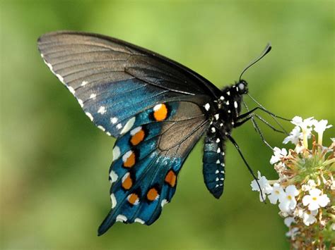 Pipevine Swallowtail Facts Habitat Diet Life Cycle Pictures
