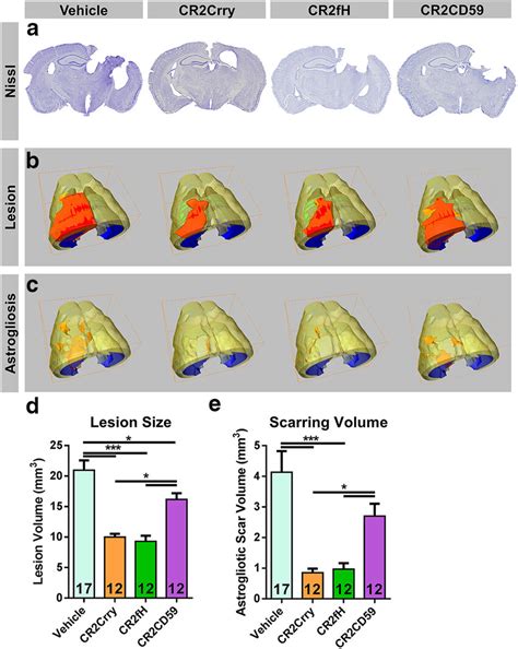 Effect Of Targeted Complement Inhibition On Lesion Volume And Scarring
