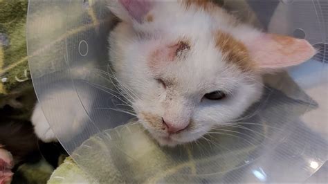 [심야공포실방] 액자속 기모노 여인의 정체는 Youtube