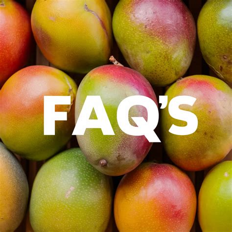 Faqs Your Questions Answered About Mangoes Mango Yard