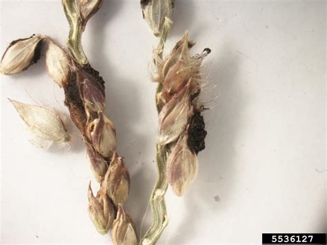 Signalgrass Genus Urochloa