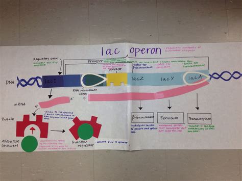 Lac Operon Diagram To Label