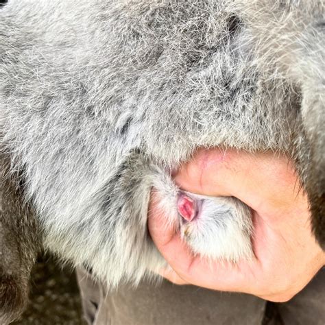 How To Tell A Rabbits Gender Sexing A Rabbit Faithful Family Farmer