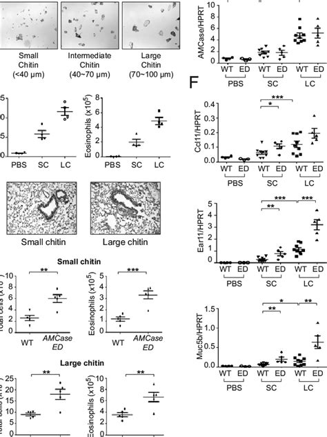 The Enhanced Type 2 Immune Responses To Inhaled Chitin In Amcase Ed