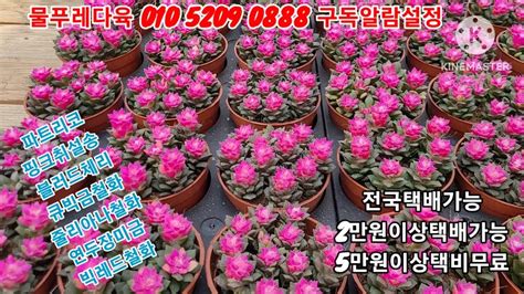 515카드결제가능핑크취설송블러드체리오색무지개큐빅금철화줄리아나금철화연두장미금빅레드철화지젤환엽캐빈카이저레종 Youtube